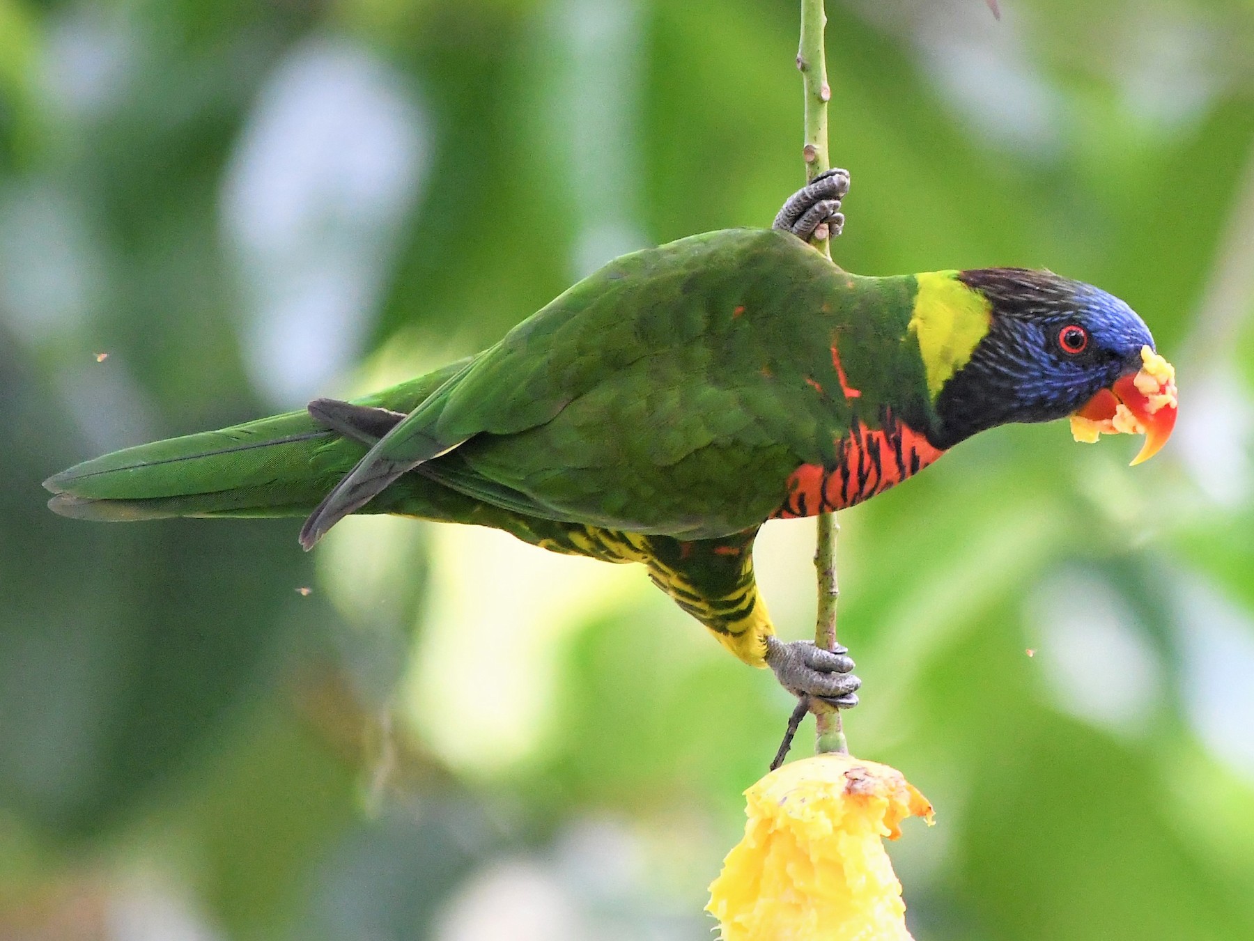 Coconut Lorikeet - eBird