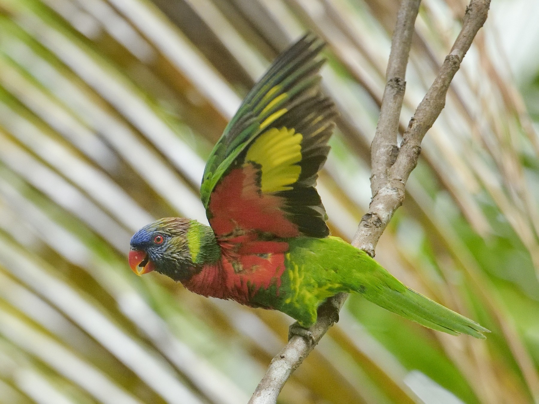 Coconut Lorikeet - eBird