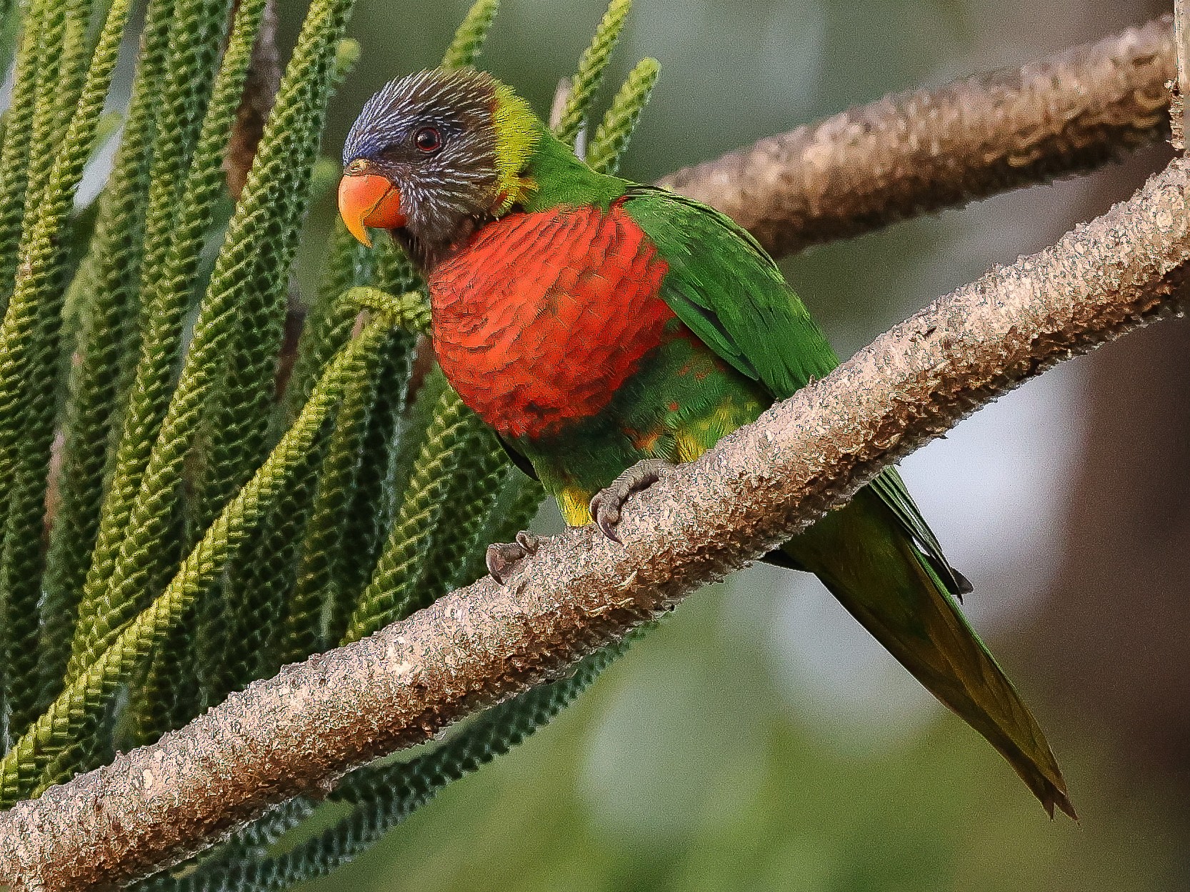 Coconut Lorikeet - eBird