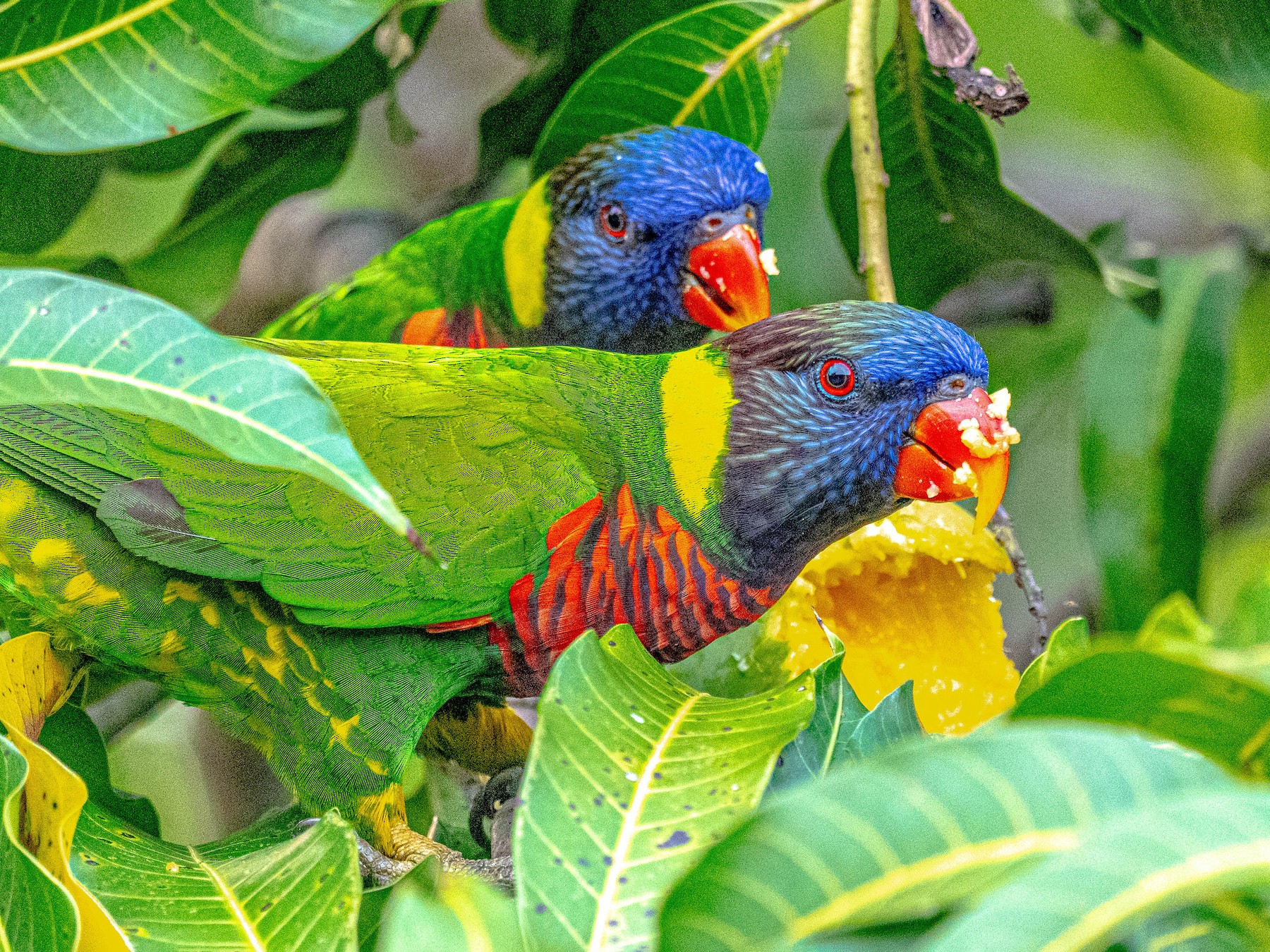 Coconut Lorikeet - eBird
