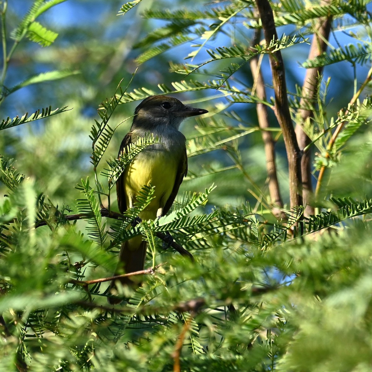 eBird Checklist - 24 Sep 2023 - Riggs and Price Rds. ponds - 27 species