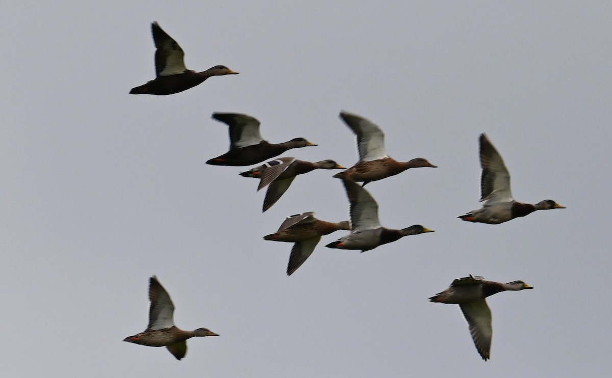 eBird Checklist - 24 Sep 2023 - **Back Bay NWR - 73 species (+5 other taxa)