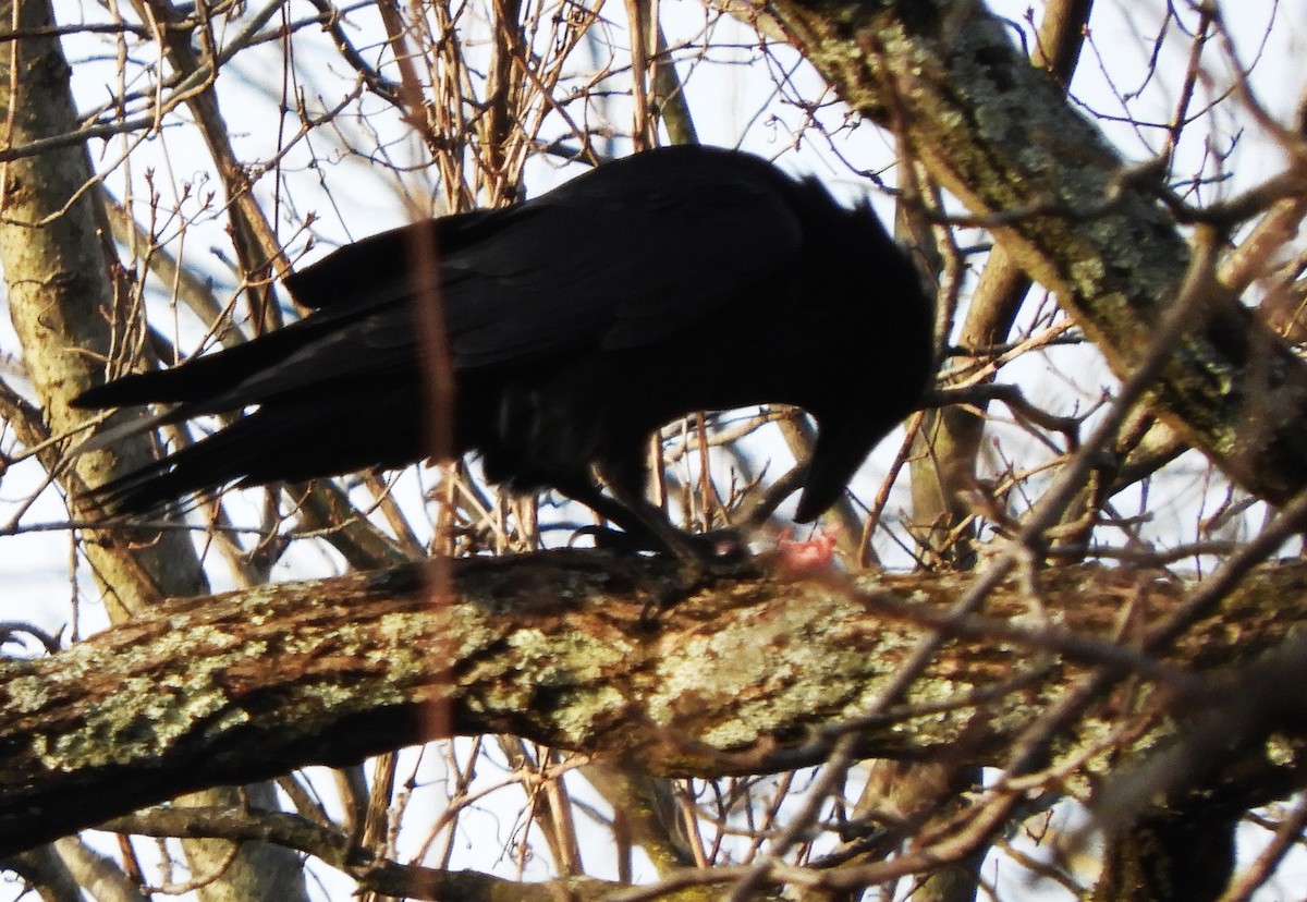 eBird Checklist - 16 Feb 2022 - Willcoxson Park - 4 species