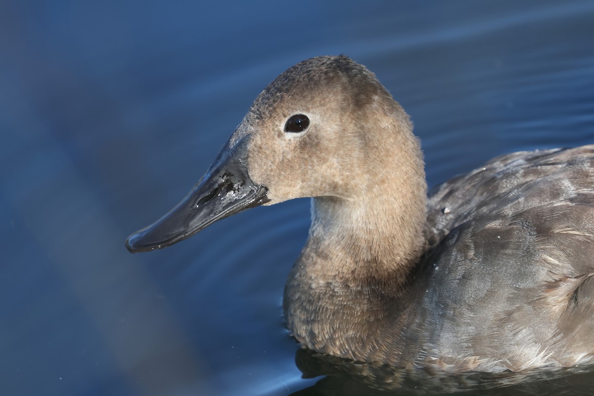 eBird Checklist - 24 Sep 2023 - Yucaipa Regional Park - 60 species