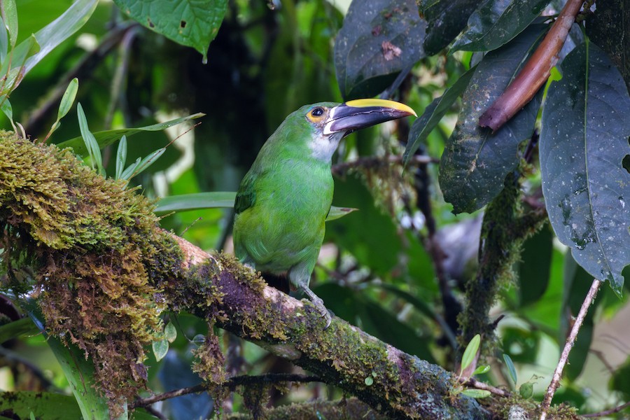 Tucancillo Verde Sudamericano (Andino) - eBird