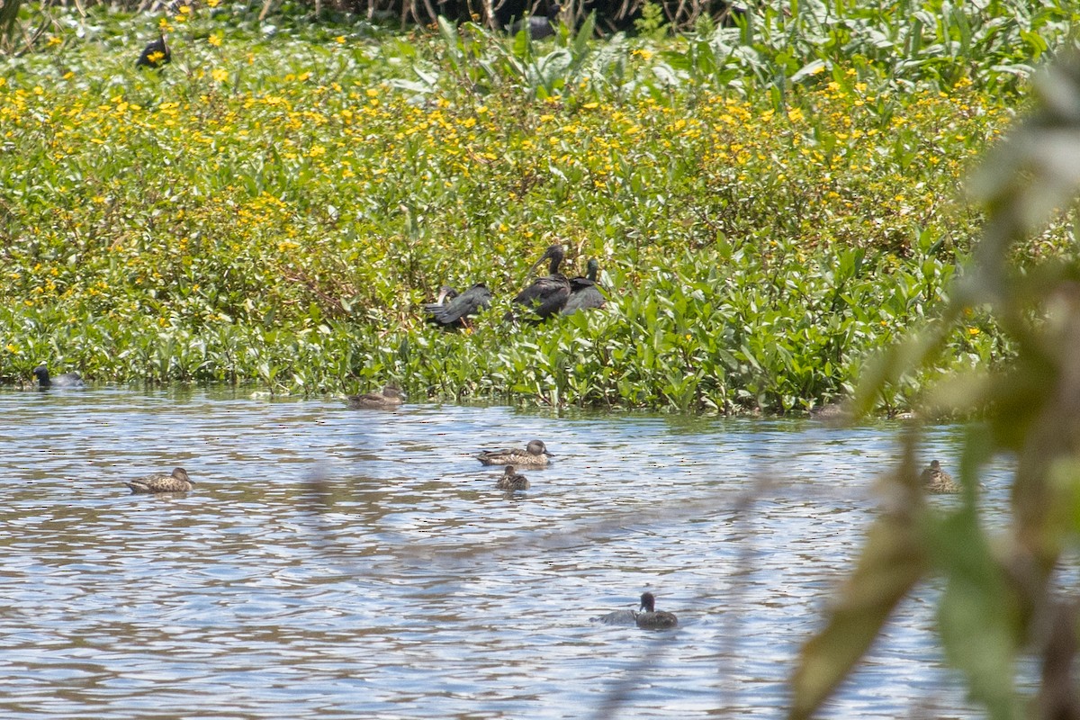 eBird Checklist - 24 Sep 2023 - Humedal Tibabuyes o Juan Amarillo - 33 ...