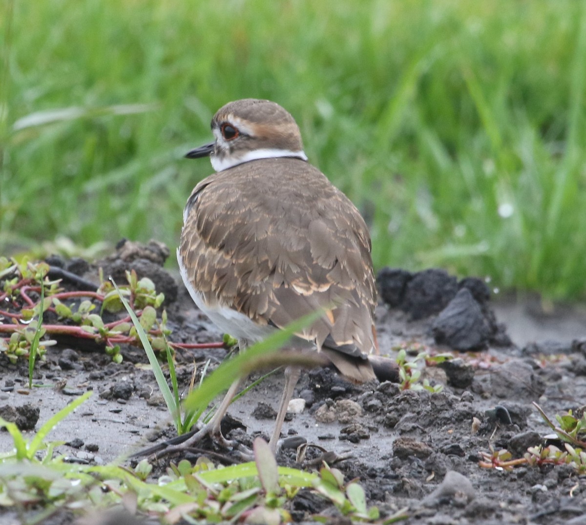 eBird Checklist - 24 Sep 2023 - Pine Island Turf Nursery - 6 species