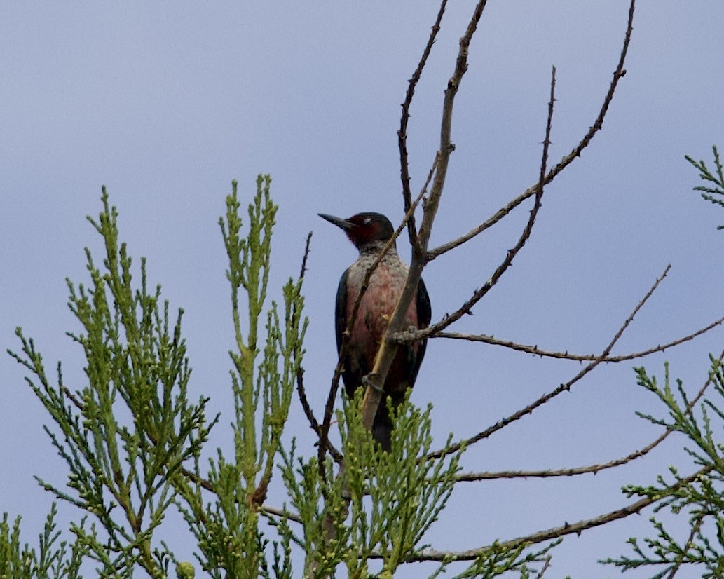 eBird Checklist - 24 Sep 2023 - Dave's Yard, Ukiah US-CA - 13 species
