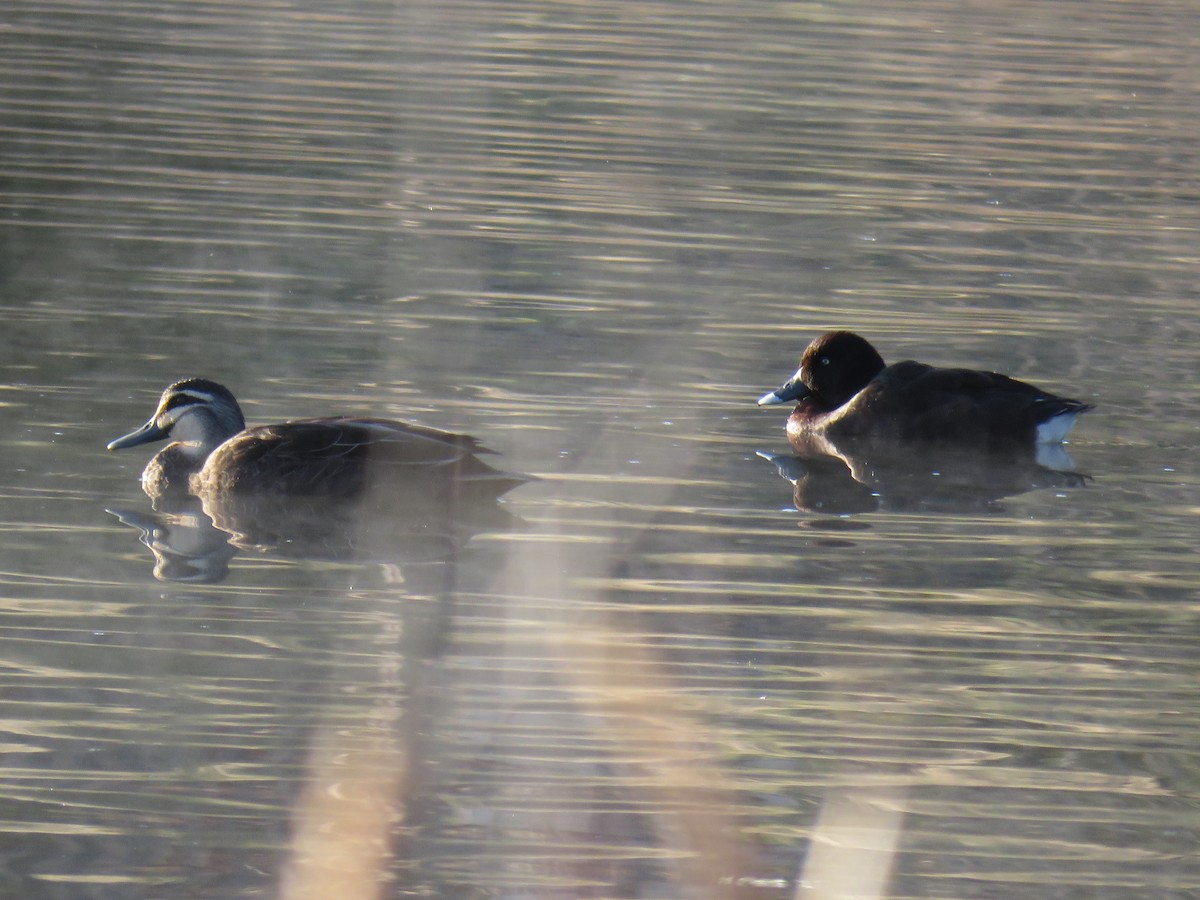 eBird Checklist - 25 Sep 2023 - Coombs pond - 24 species