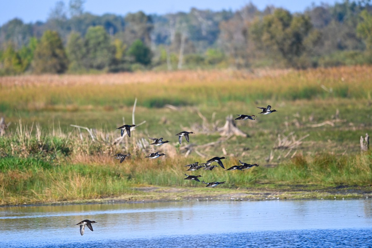 eBird Checklist - 24 Sep 2023 - Tuttle Marsh Wildlife Area - 22 species