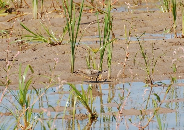 eBird Checklist - 21 Aug 2008 - Montezuma NWR (general area) - 65 species