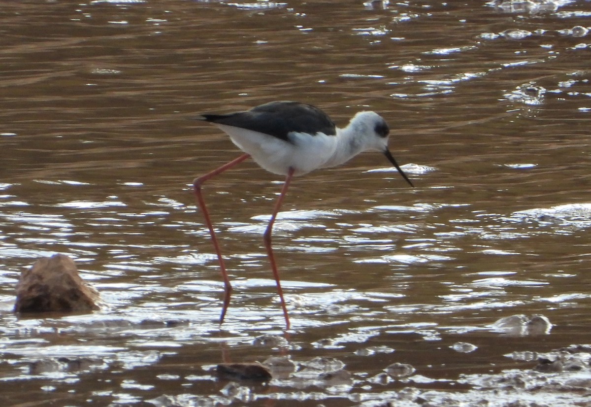 eBird Checklist - 24 Sep 2023 - Old Reservoir, Cobar - 23 species
