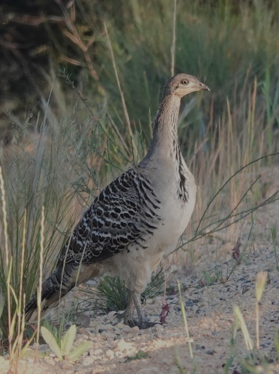 eBird Checklist - 25 Sep 2023 - Murray-Sunset National Park (general ...