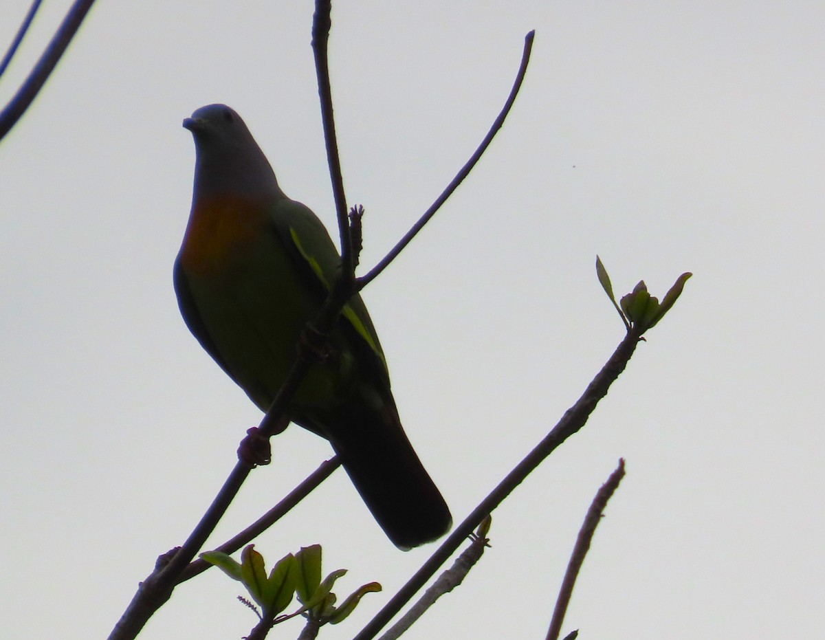 eBird Checklist - 24 Sep 2023 - Kranji Marsh - 20 species