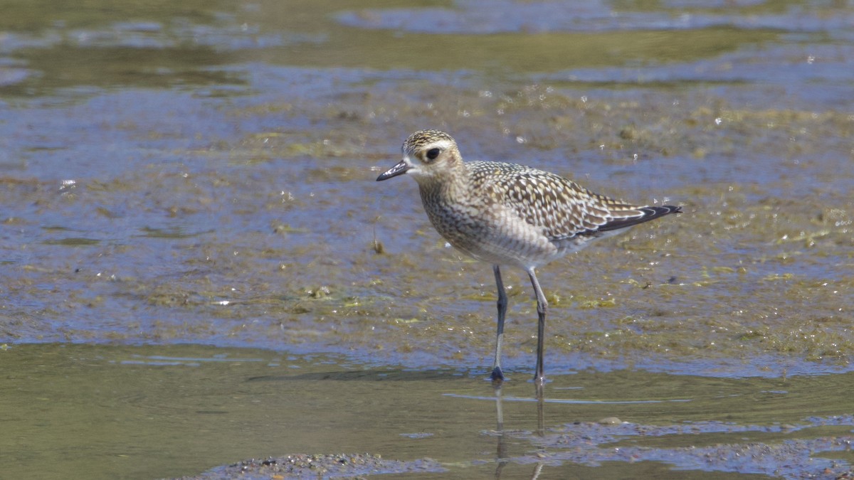 eBird Checklist - 24 Sep 2023 - Santa Rosa Creek mouth - 26 species