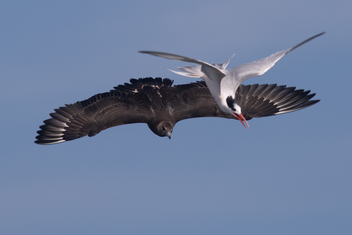 Ebird Checklist 23 Sep 2023 Humboldt Pelagic Humboldt Bay Portion Only 11 Species