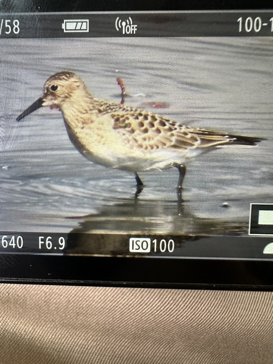 eBird Checklist - 25 Sep 2023 - Doc-O-Lake - 3 species