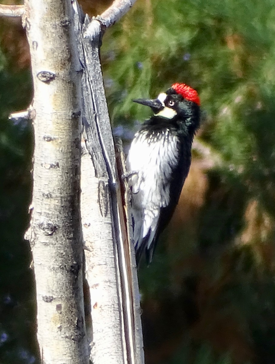 eBird Checklist - 25 Sep 2023 - Lake Park (Reno) - 16 species (+2 other ...