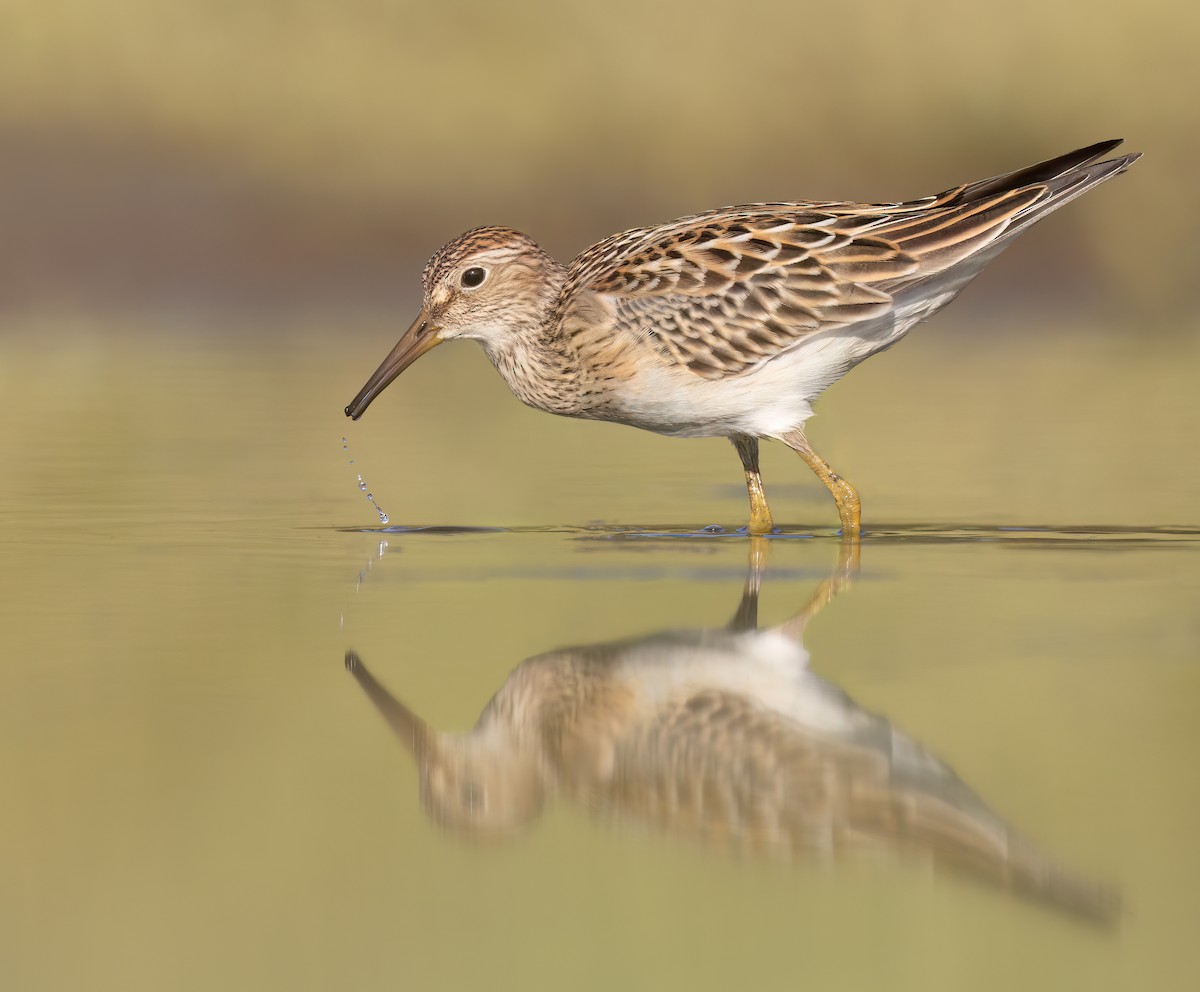 eBird Checklist - 25 Sep 2023 - Lake Cunningham - 1 species