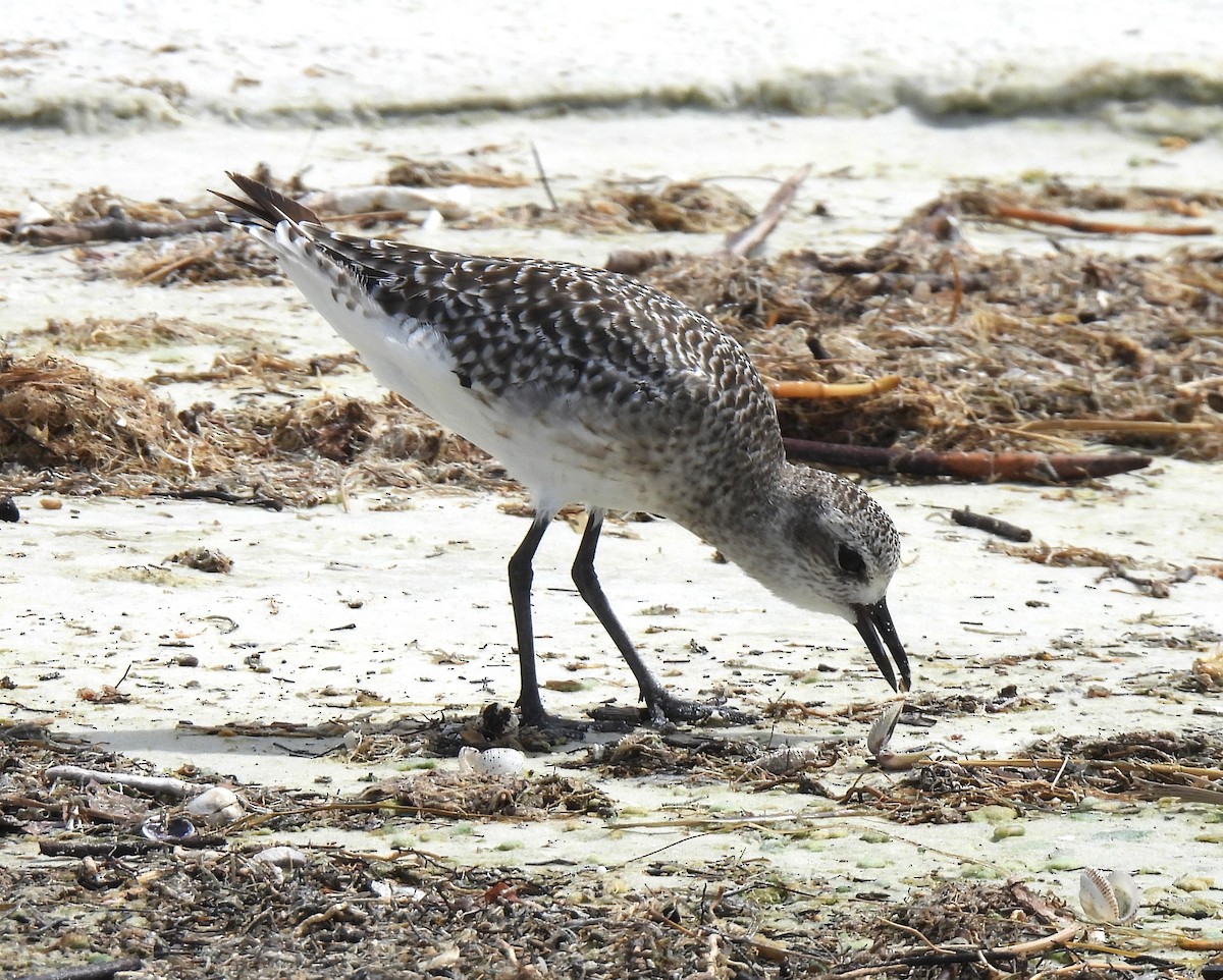 eBird Checklist - 25 Sep 2023 - Siesta Key Public Beach - 14 species ...