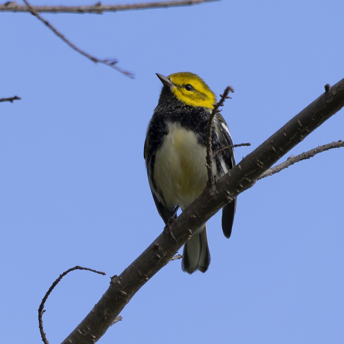 North Carolina Bird Atlas Checklist - 25 Sep 2023 - Blue Ridge Pkwy ...