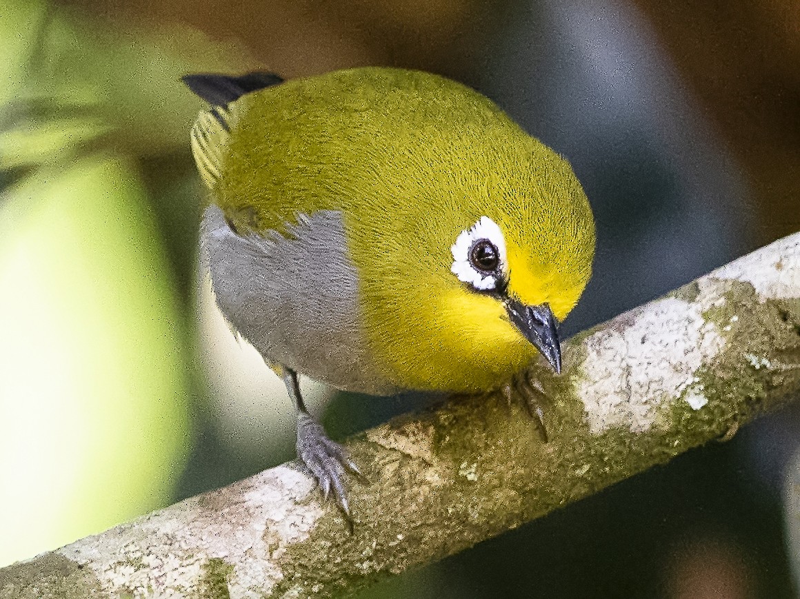 South Pare White-eye - Zosterops winifredae - Birds of the World