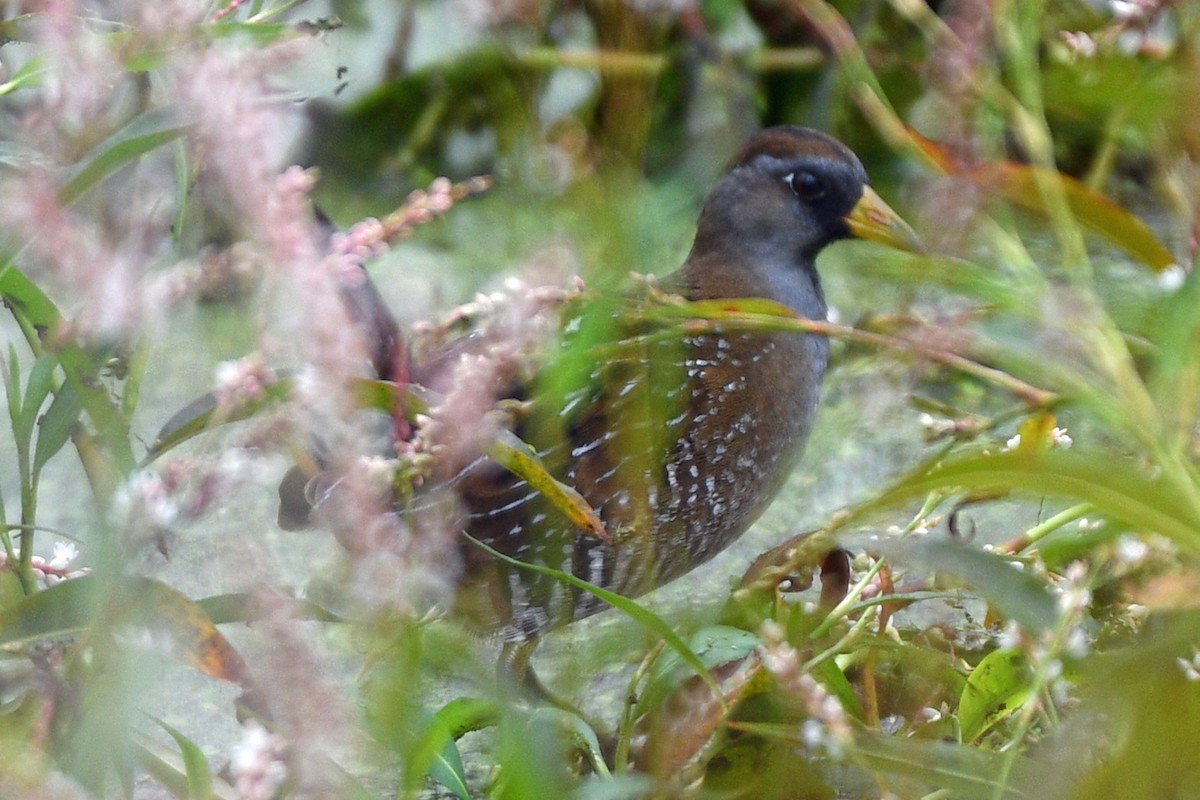 eBird Checklist - 25 Sep 2023 - Hughes Hollow - McKee Beshers WMA - 28 ...