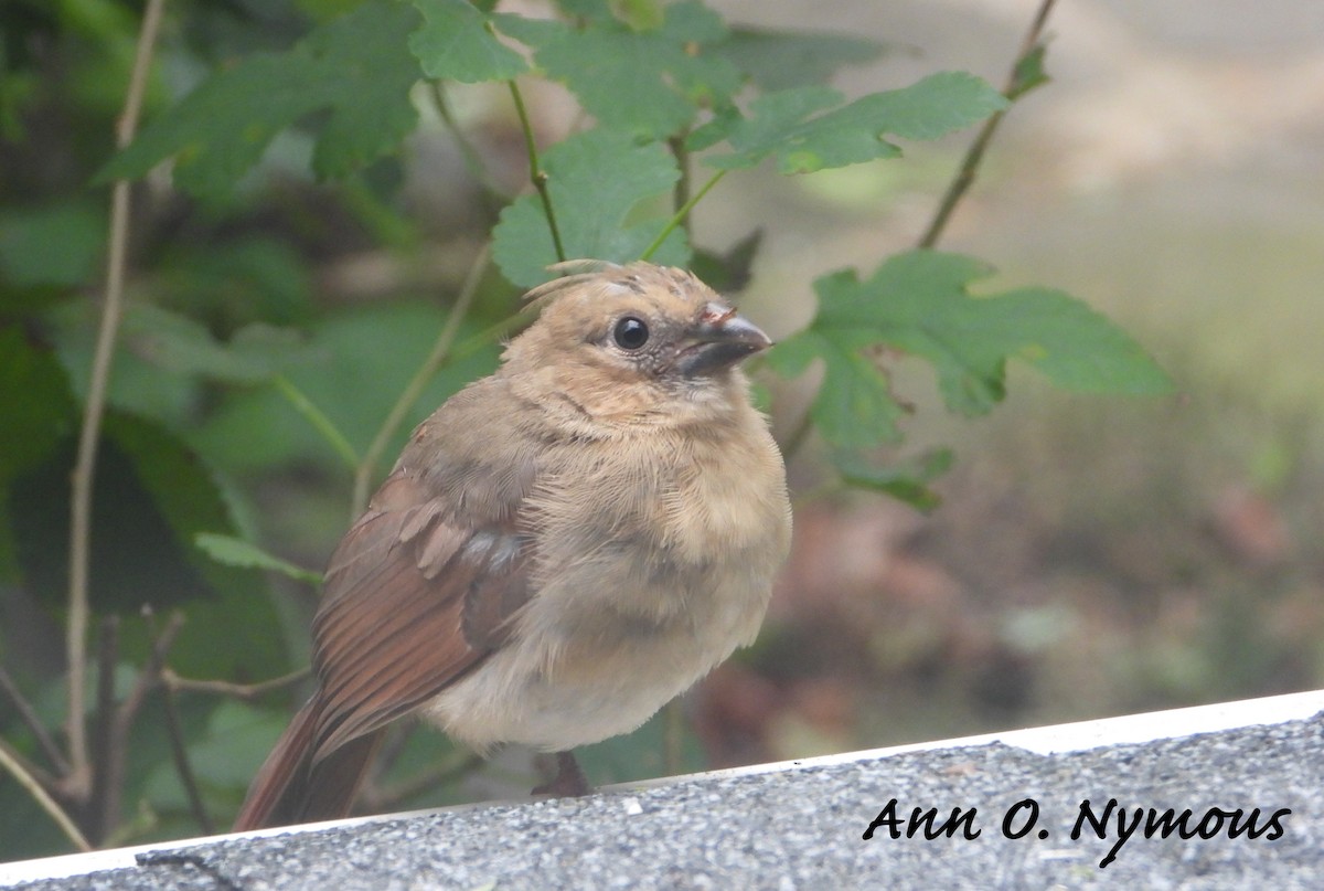 Maryland-DC Breeding Bird Atlas Checklist - 25 Sep 2023 - Fort ...