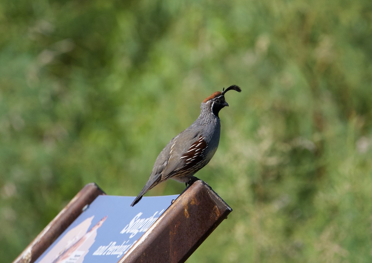 eBird Checklist - 21 Sep 2023 - Henderson Bird Viewing Preserve - 64 ...