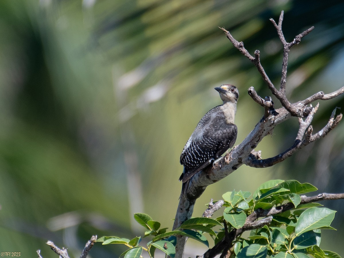 Melanerpes sp. - eBird