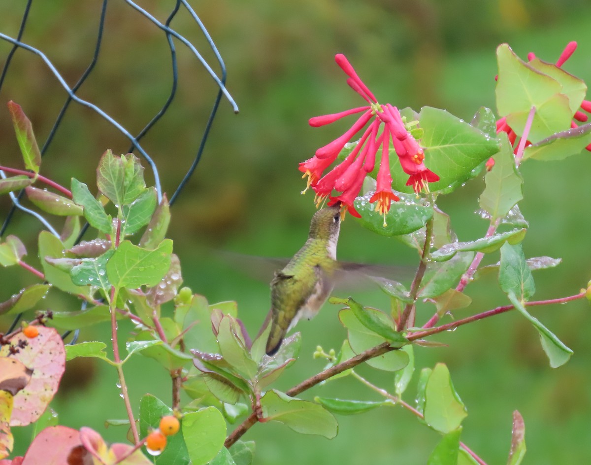 New Jersey eBird Checklist - 26 Sep 2023 - Place Road, South Auburn ...