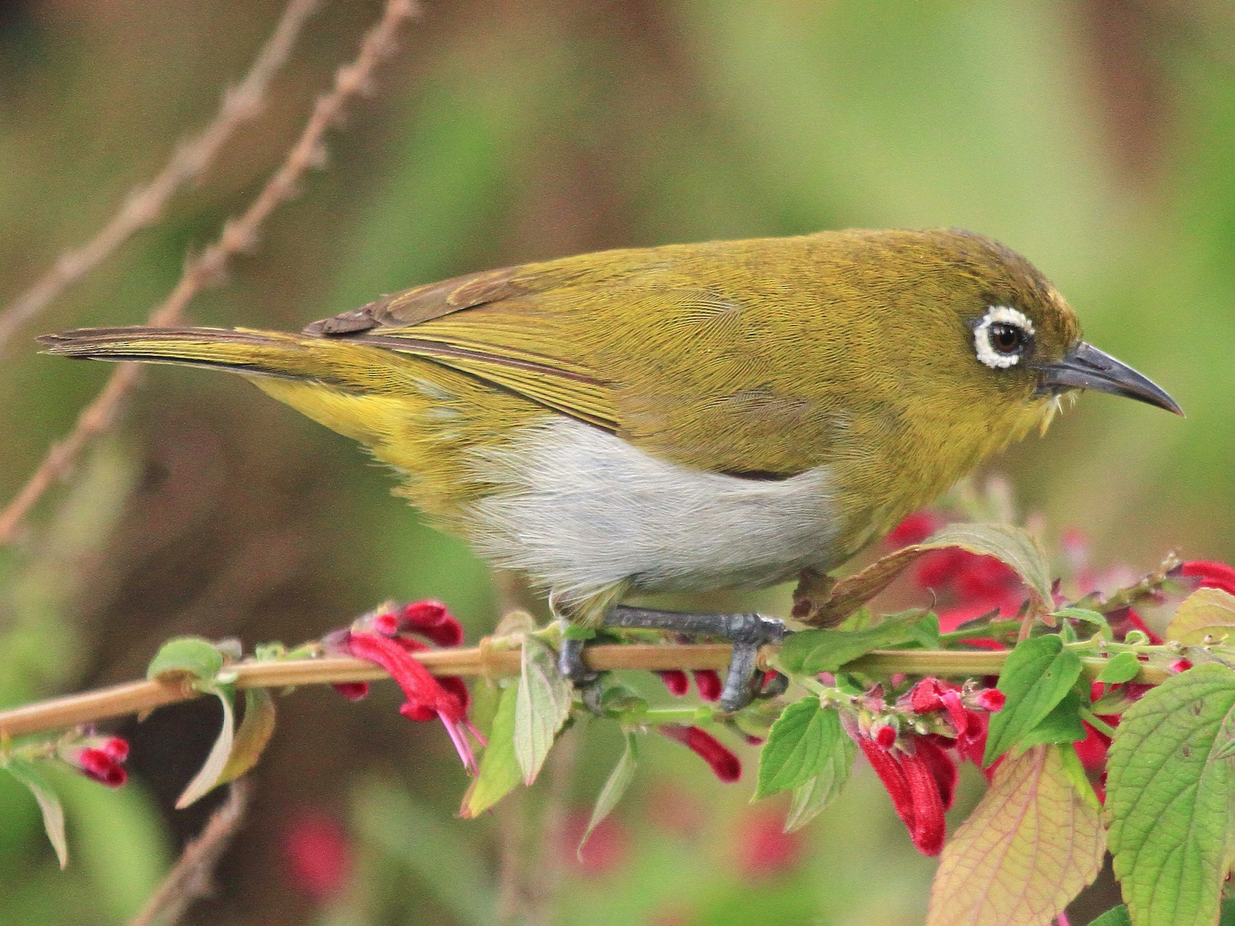 Sri Lanka White-eye - eBird