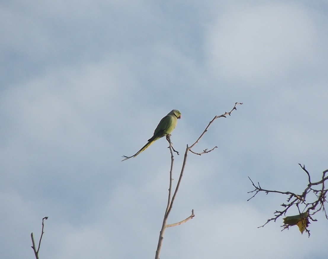 eBird Checklist - 22 Sep 2023 - Beale Park - 5 species