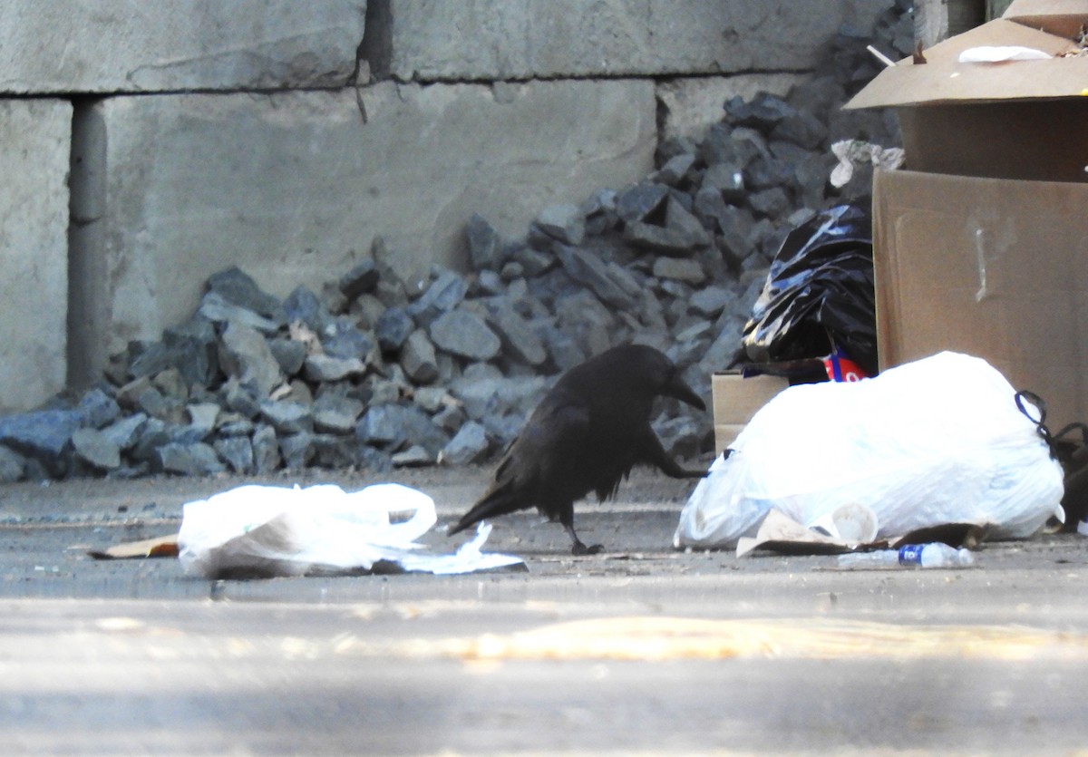 eBird Checklist - 2 Mar 2022 - Willcoxson Park Raven nest site - 1 species