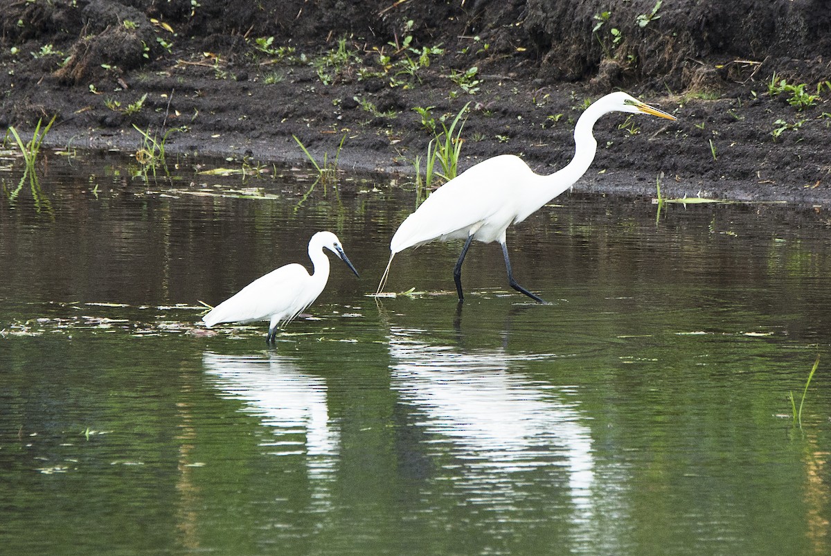 eBird Checklist - 2 Jun 2015 - Ottawa--Carp River southeast of Carp - 1 ...