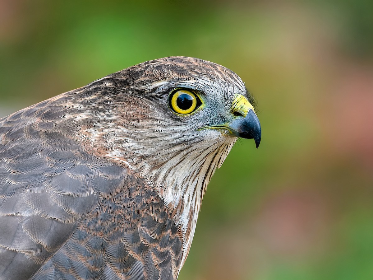 Win a free spot in the Cornell Lab’s raptor identification course - eBird
