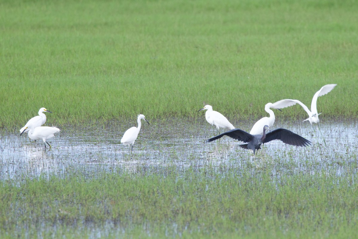 eBird Caribbean Checklist - 26 Sep 2023 - Hampton private swamp - 24 ...