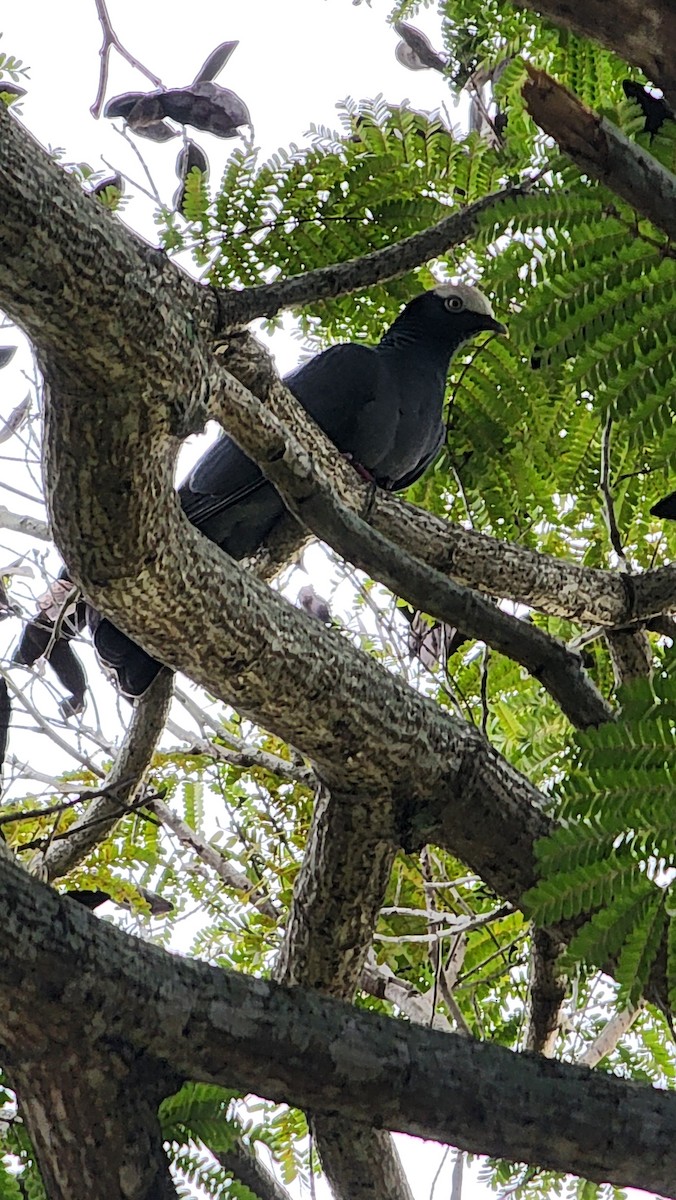 eBird Checklist - 26 Sep 2023 - Science Aand Technology - 4 species