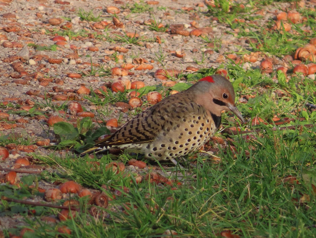 eBird Québec Checklist - 26 Sep 2023 - Quai, Cap St-Ignace - 20 species ...