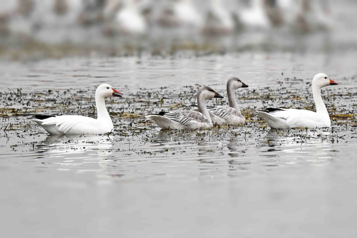 eBird Checklist - 26 Sep 2023 - Bruderheim Natural Areas - 28 species