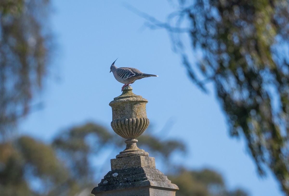 eBird Australia Checklist - 27 Sep 2023 - Newstead Cemetery - 24 species