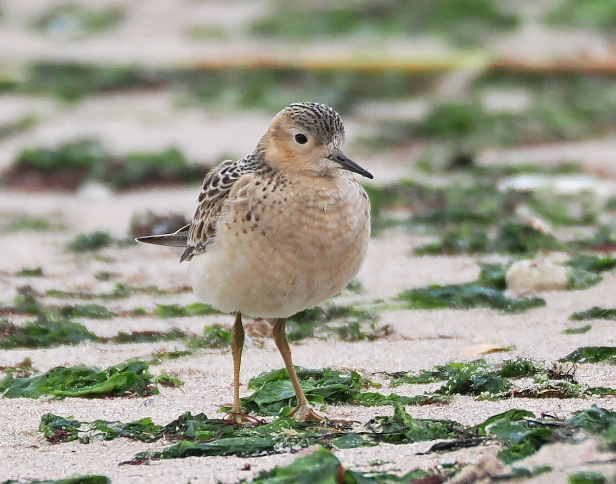 eBird Checklist - 26 Sep 2023 - Sandy Point - 31 species