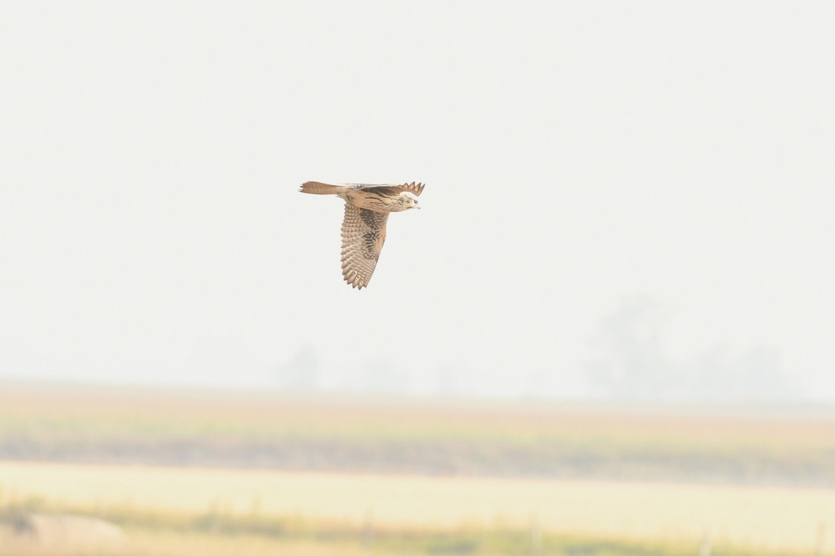 eBird Checklist - 26 Aug 2023 - 18 N, Brenda-Waskada CA-MB 49.26332 ...