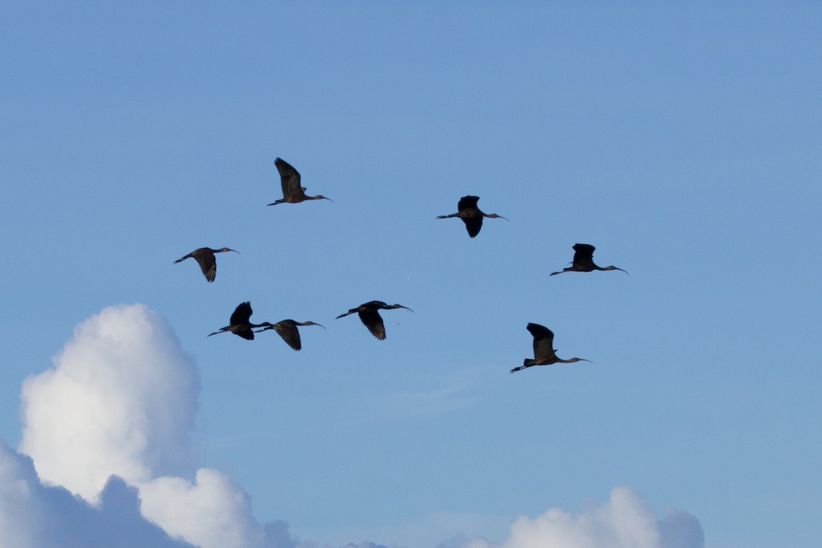 eBird Caribbean Checklist - 27 Sep 2023 - Hampton private swamp - 24 ...