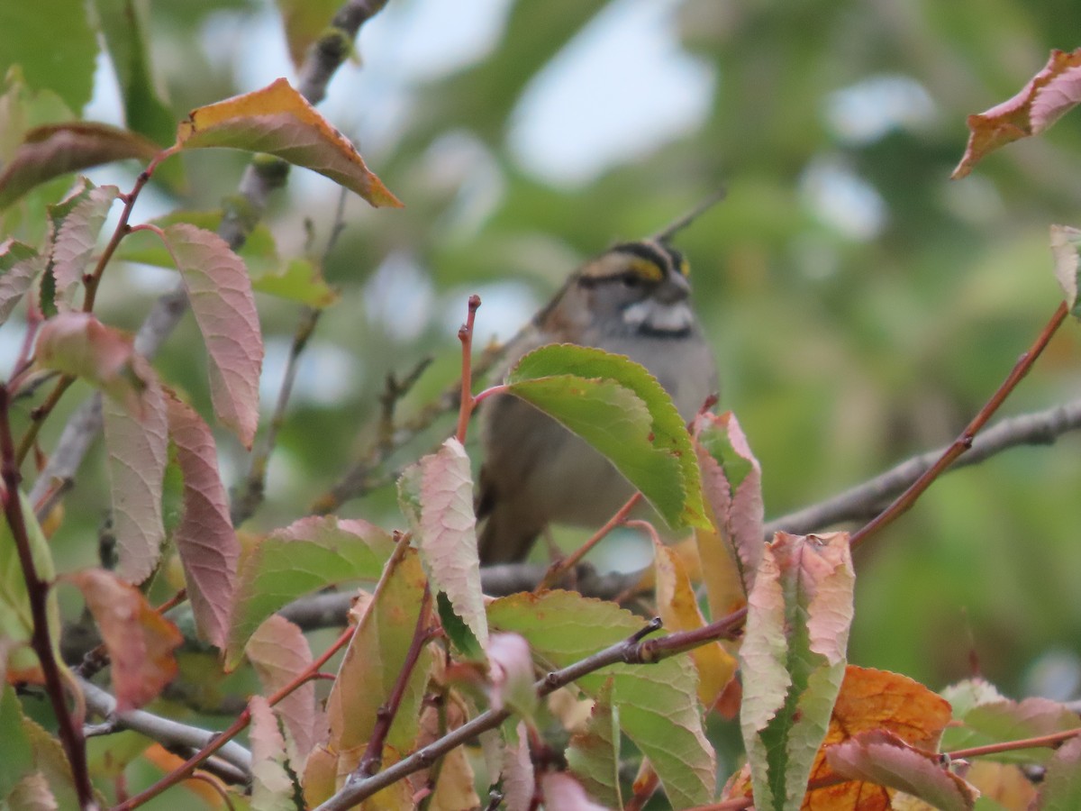 eBird Checklist - 27 Sep 2023 - Railroad Bridge Park - 39 species (+2 ...