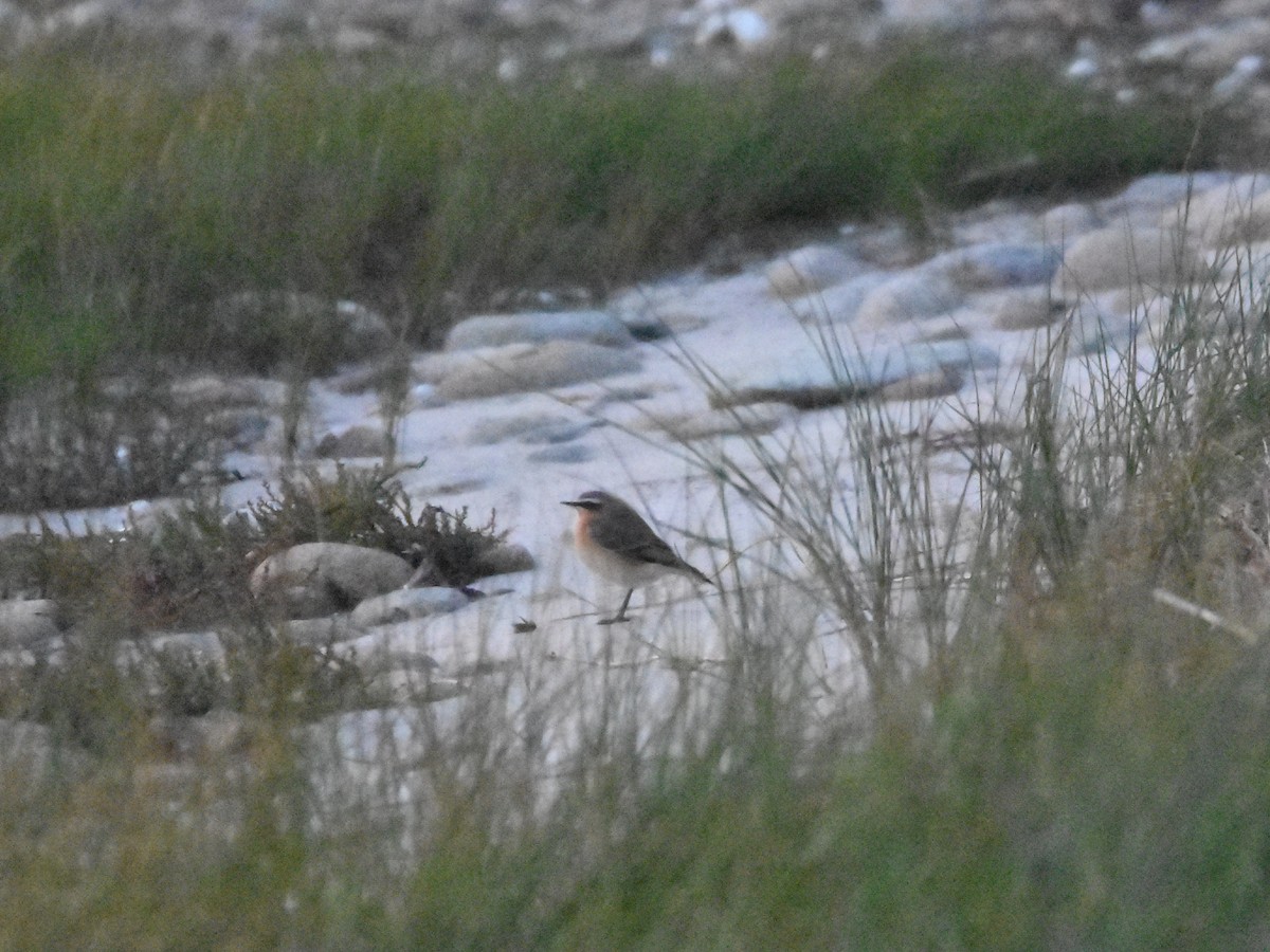 Mass Audubon eBird Checklist - 27 Sep 2023 - Plymouth Beach - 1 species