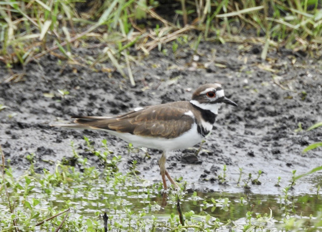 eBird Checklist - 26 Sep 2023 - Calvary Church Ponds - 13 species (+1 ...