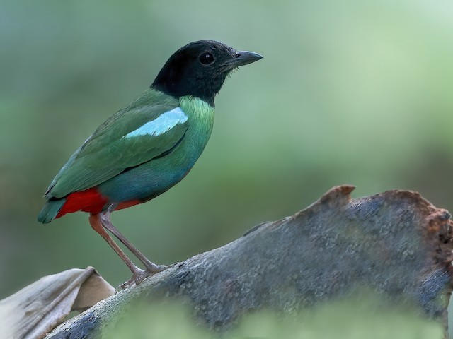 Photos - Eastern Hooded Pitta - Pitta novaeguineae - Birds of the World
