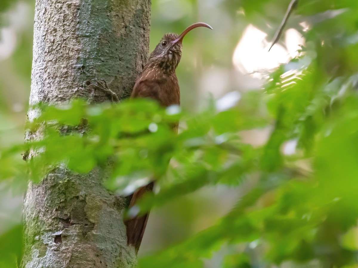 Tapajos Scythebill - Campylorhamphus probatus - Birds of the World