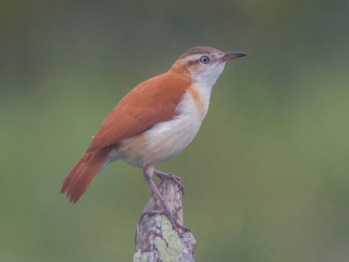 Pacific Hornero - Furnarius cinnamomeus - Birds of the World